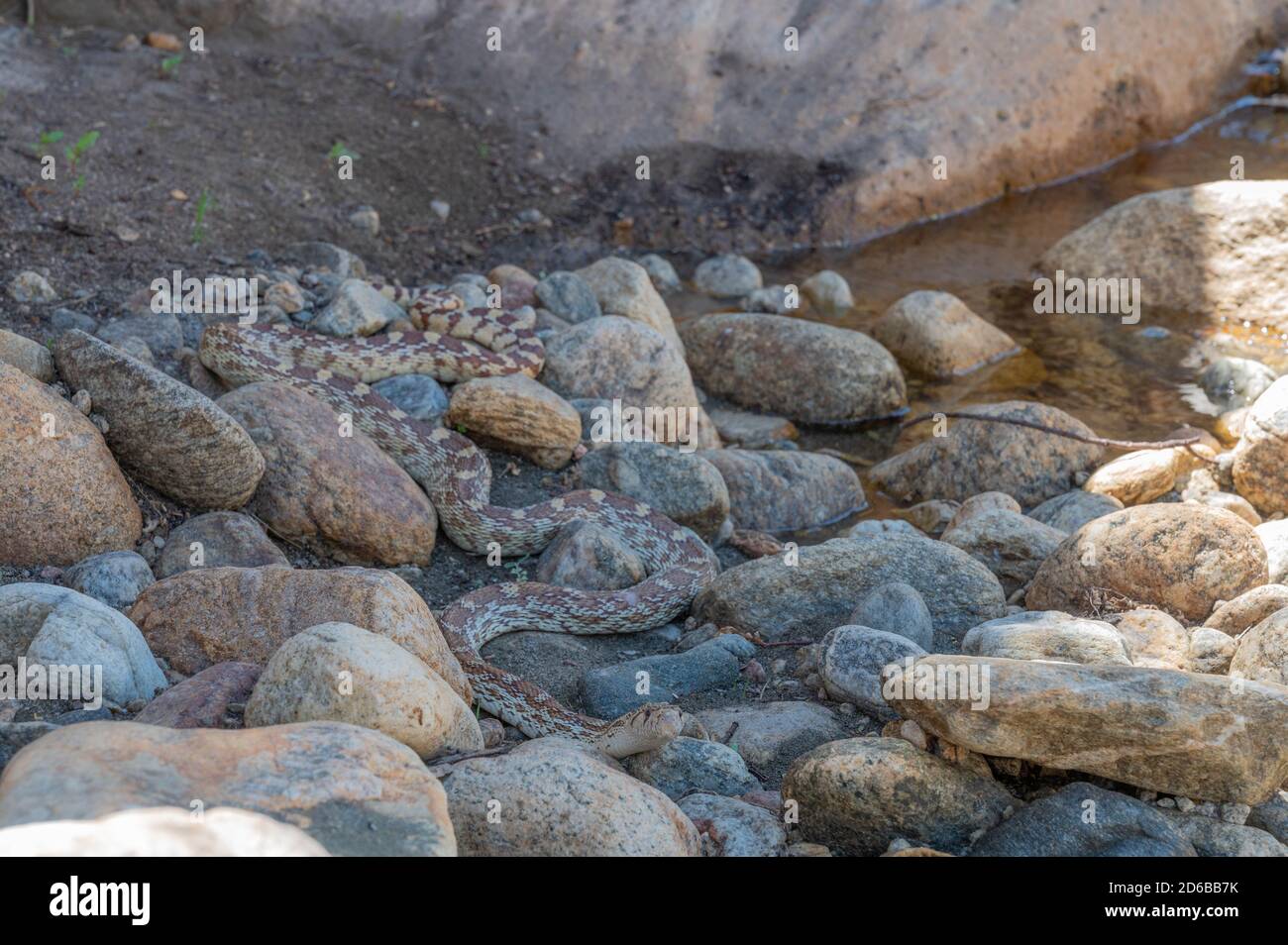 Sonoran gopher snake pituophis catenifer affinis hi-res stock ...