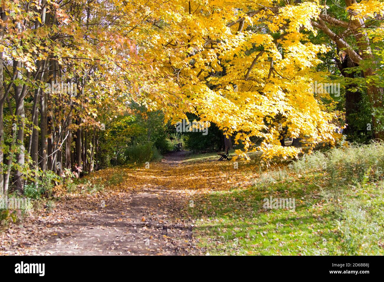 Autumn season, changing leaves and colours in Springbank Park in ...