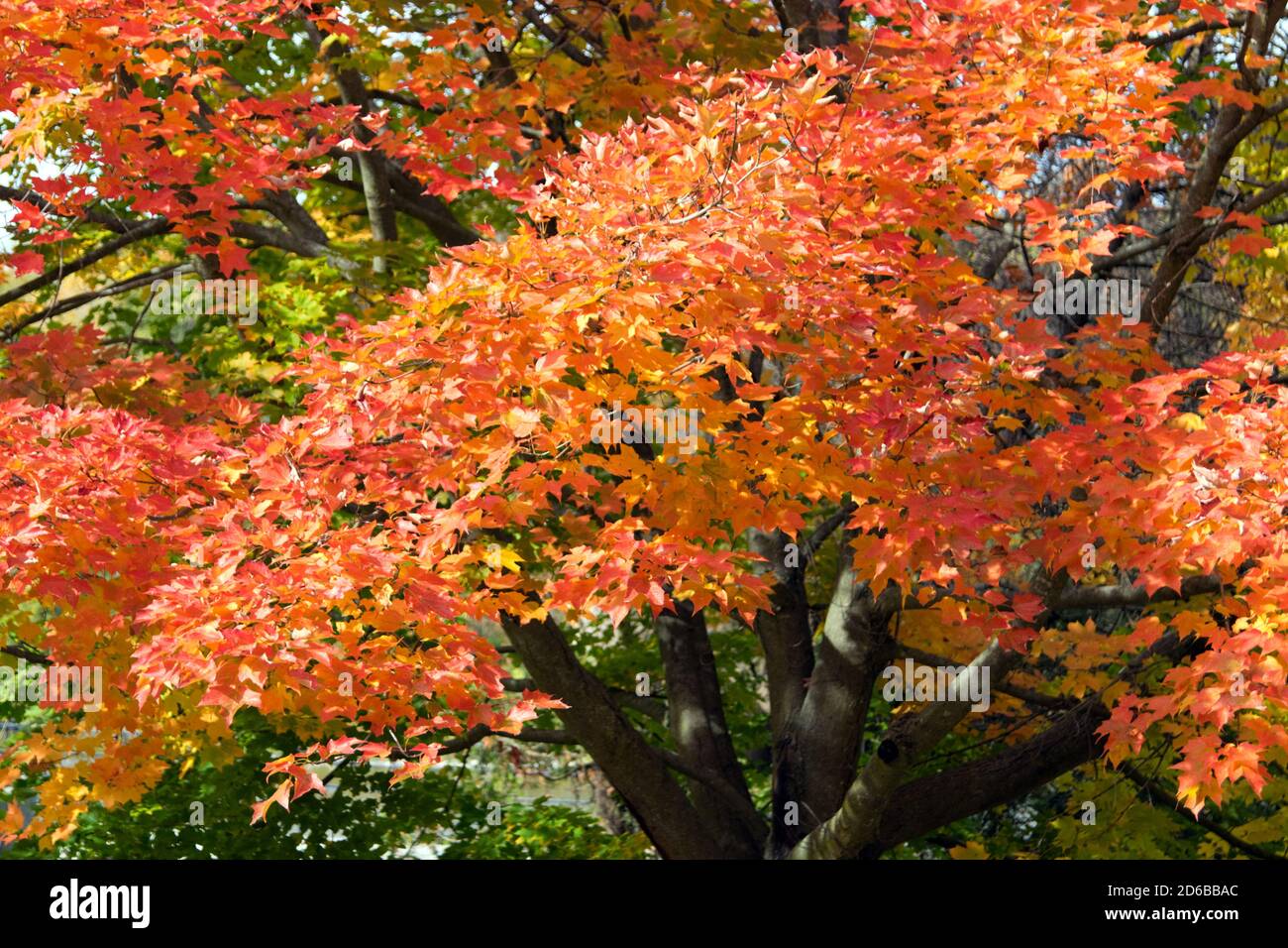 A deciduous maple tree as it turns colour during autumn in Southwestern ...