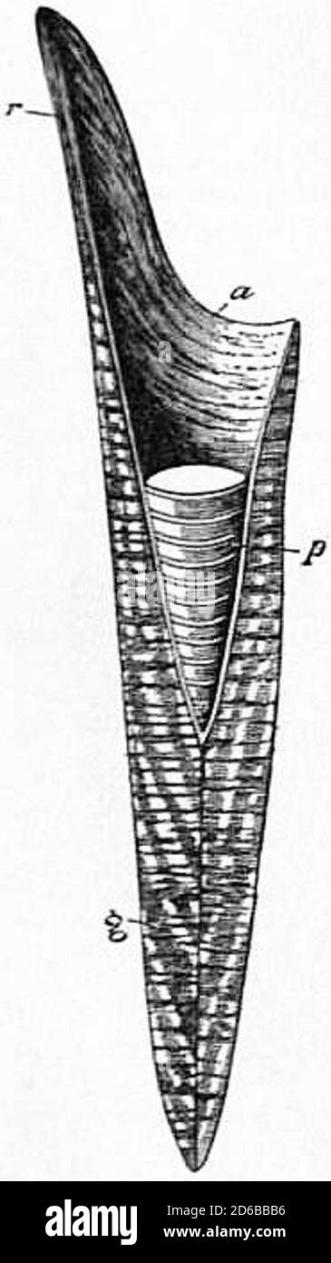 Belemnite Cut Out Stock Images & Pictures - Alamy