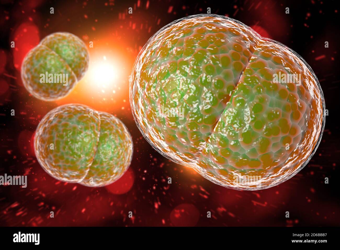 Microscope close up of meningitis bacteria, also known as meningococcus ...