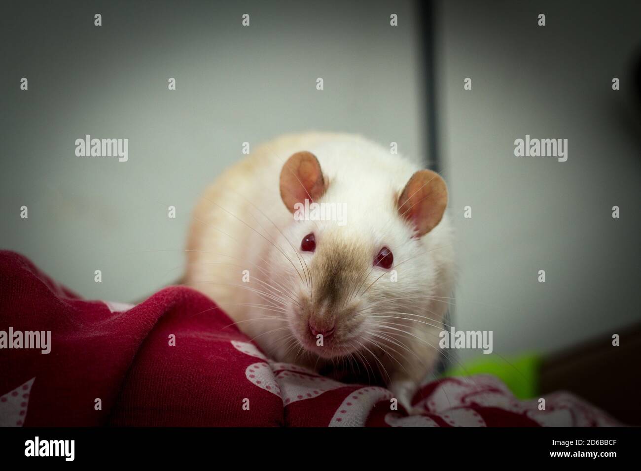Fancy pet siamese rat exploring sofa indoors Stock Photo - Alamy