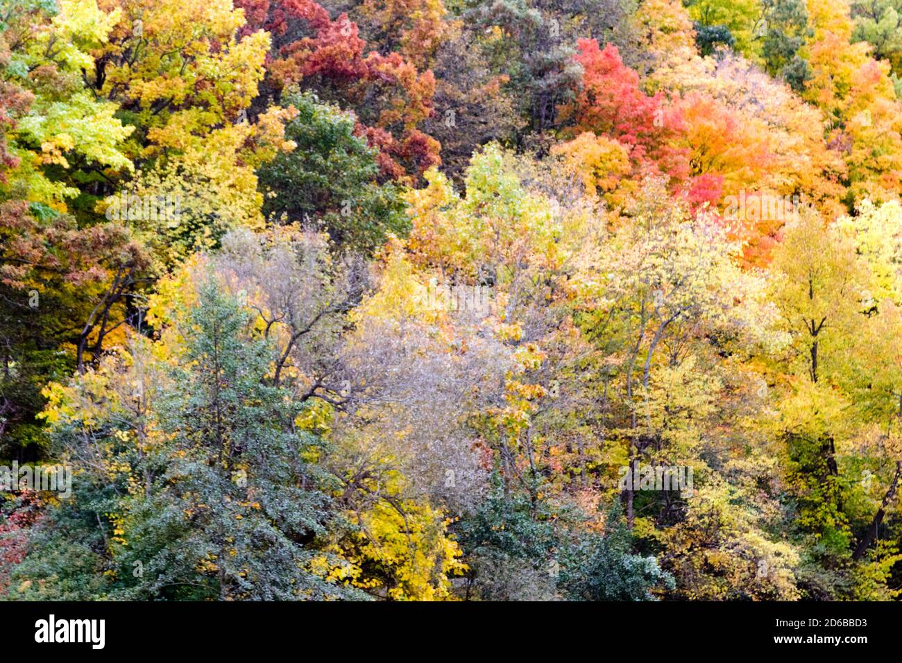 A collection of trees in various states of autumn color changes in ...