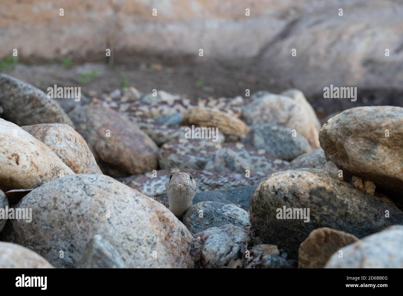 Sonoran Gopher Snake, (Pituophis catenifer affinis), Graham co ...