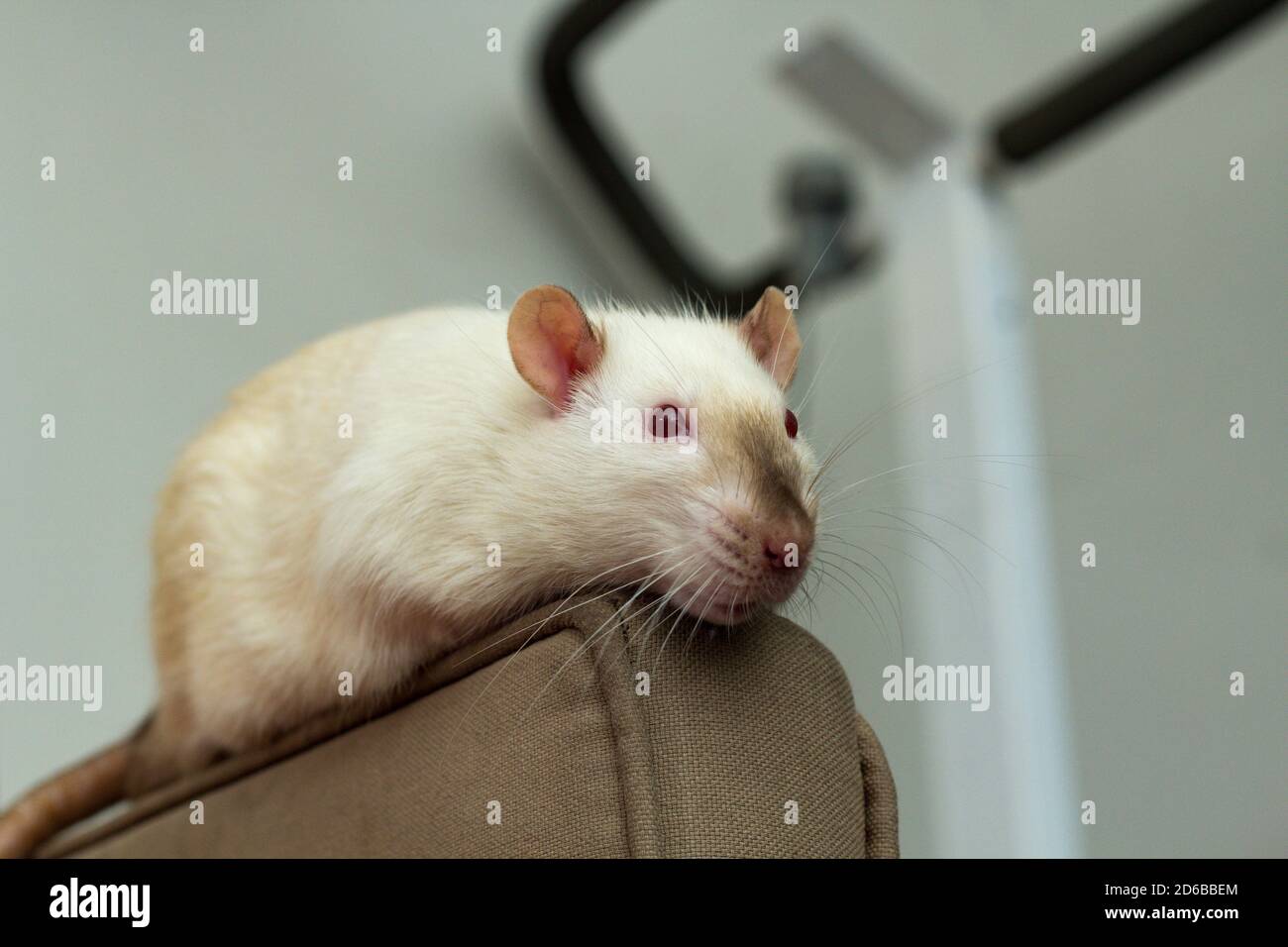 Fancy pet siamese rat exploring sofa indoors Stock Photo - Alamy