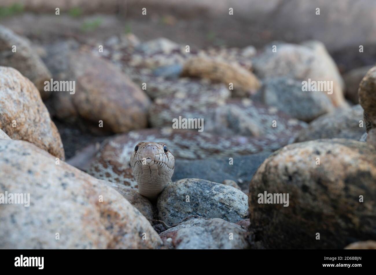 Sonoran Gopher Snake, (Pituophis catenifer affinis), Graham co ...