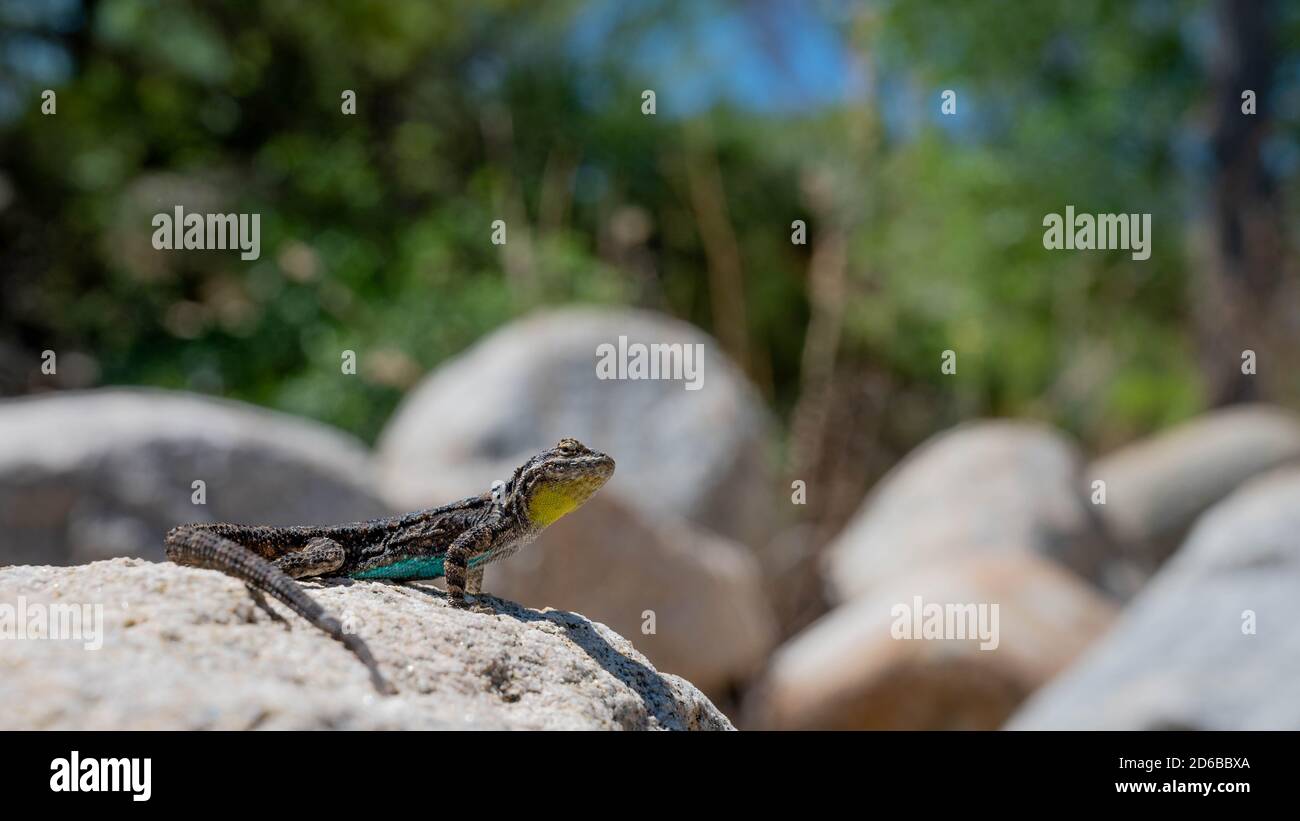 Schotts Tree Lizard, (Urosaurus ornatus schotii), Graham co., Arizona ...