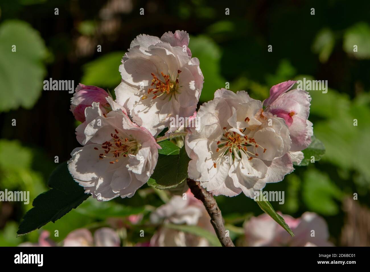 Malus ioensis plena, Flowering Crabapple Stock Photo - Alamy