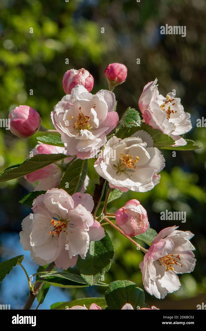Malus ioensis plena, Flowering Crabapple Stock Photo - Alamy