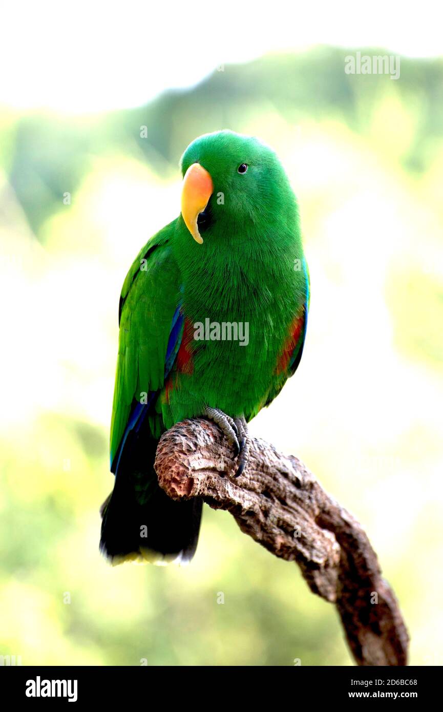 Dead parrot hi-res stock photography and images - Alamy
