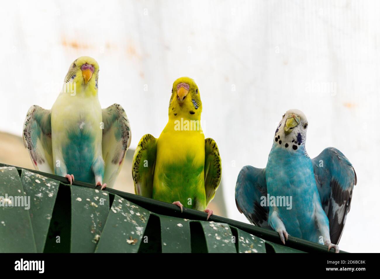 Several friendly and colorful pet parakeets in bird cage Stock Photo ...