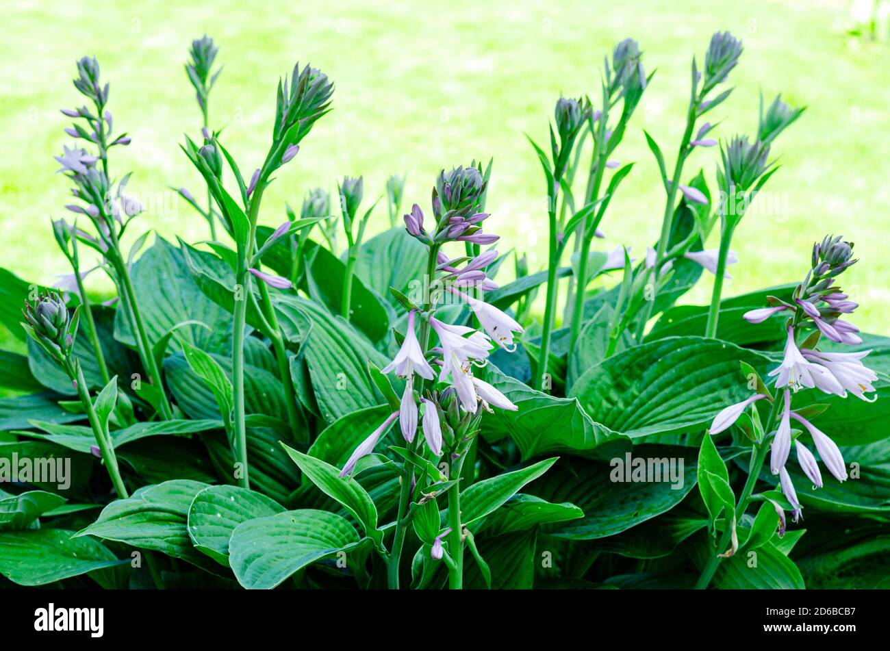 Green Hosta flowers and leaves. Studio Photo Stock Photo - Alamy