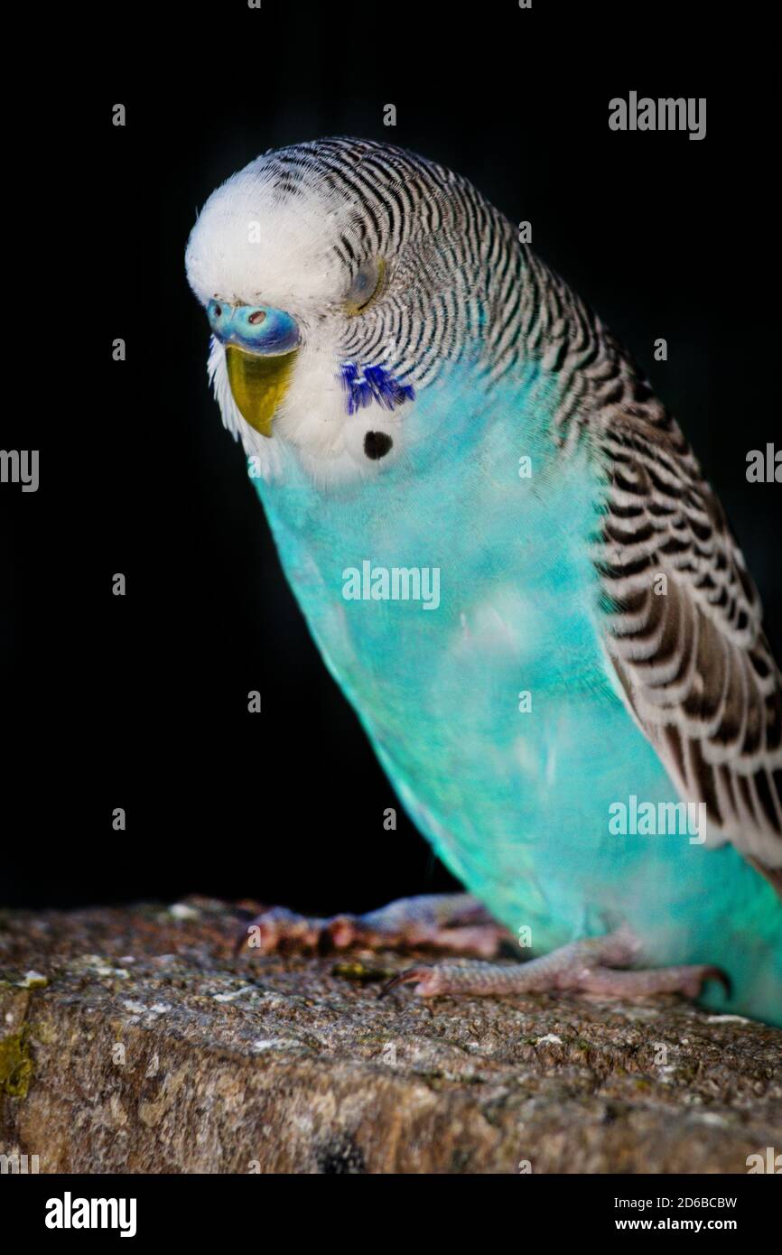 Closeup portrait colorful blue pet parakeet in cage Stock Photo - Alamy