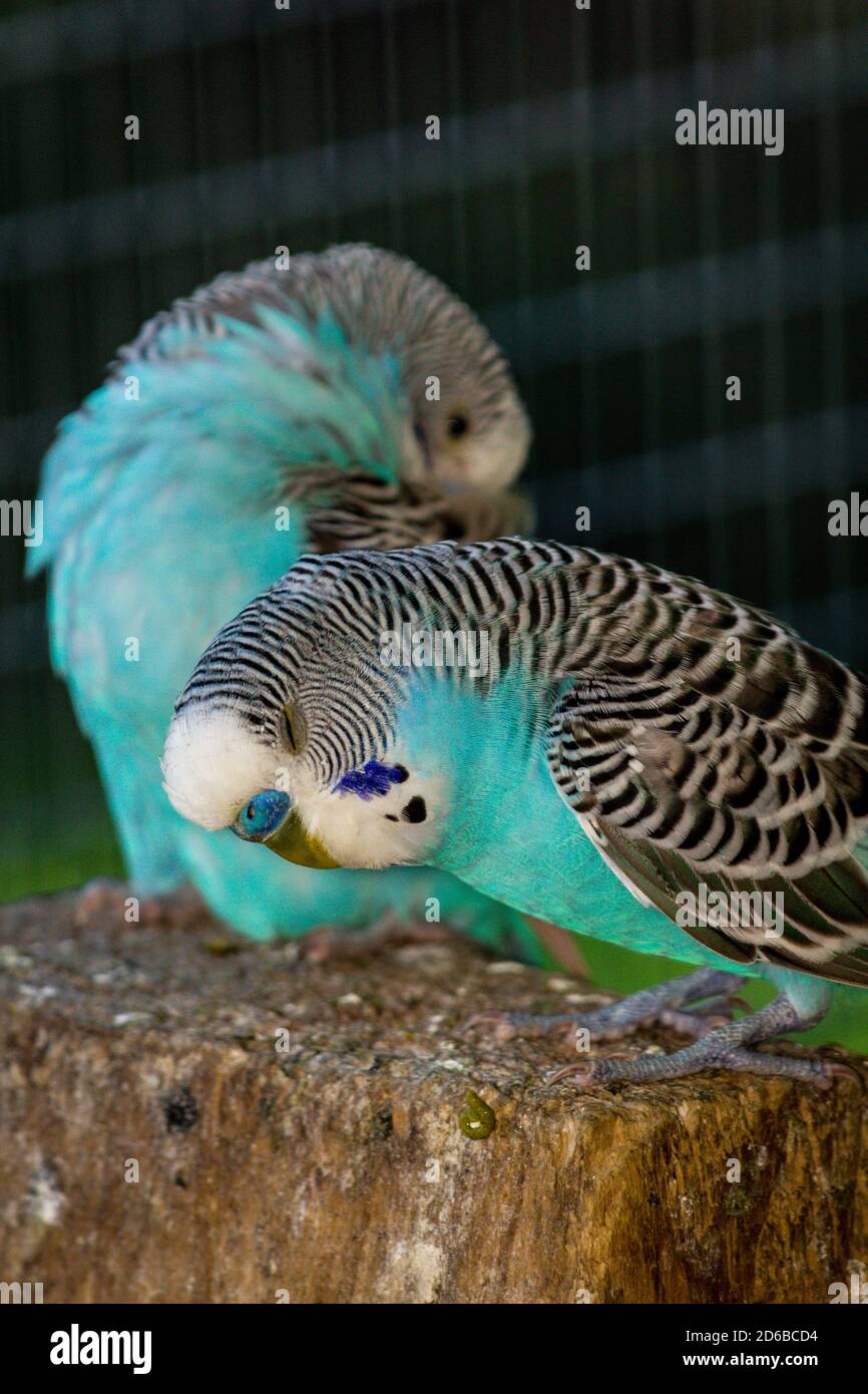 Closeup portrait colorful blue pet parakeet in cage Stock Photo - Alamy