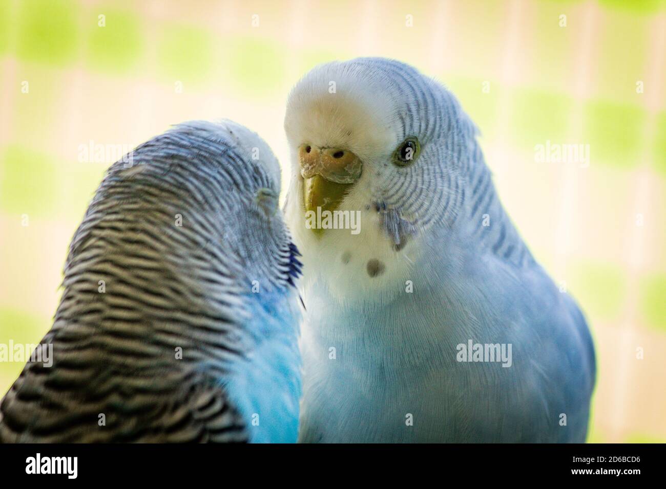 Several friendly and colorful pet parakeets in bird cage Stock Photo ...