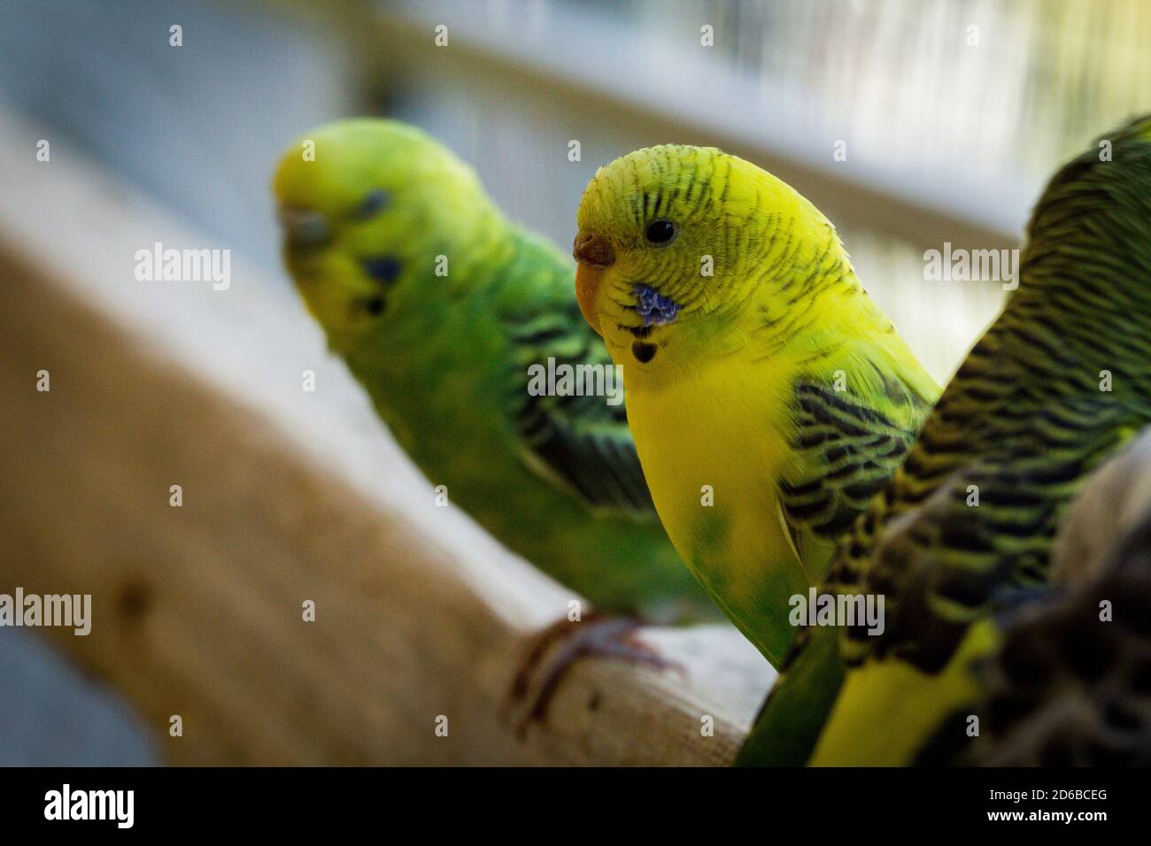 Several friendly and colorful pet parakeets in bird cage Stock Photo ...