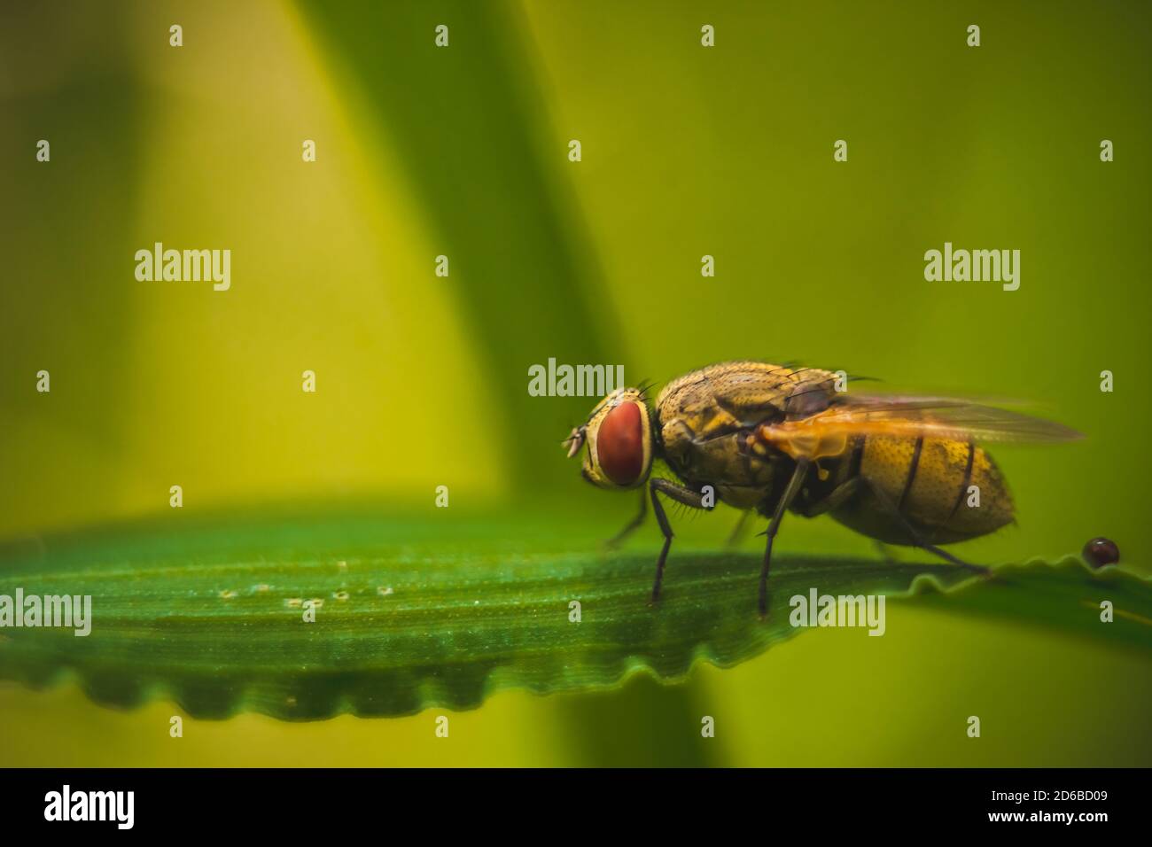 Housefly close up Macro shot. The housefly is a fly of the suborder ...