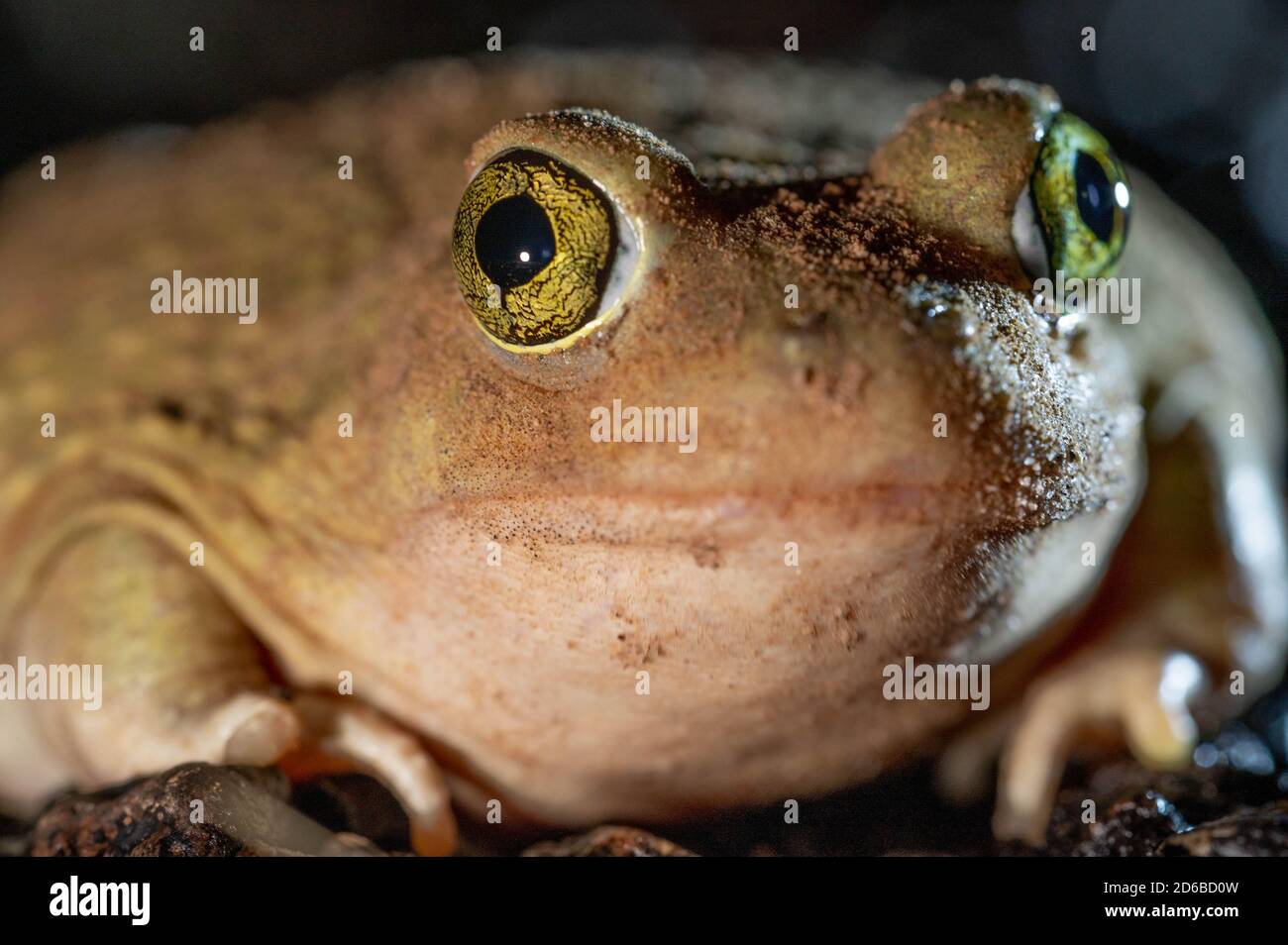 Scaphiopus Couchii High Resolution Stock Photography and Images - Alamy