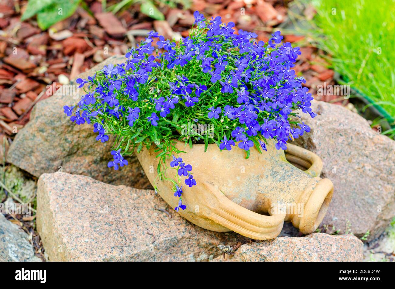 Lobelia growing in pot hi-res stock photography and images - Alamy