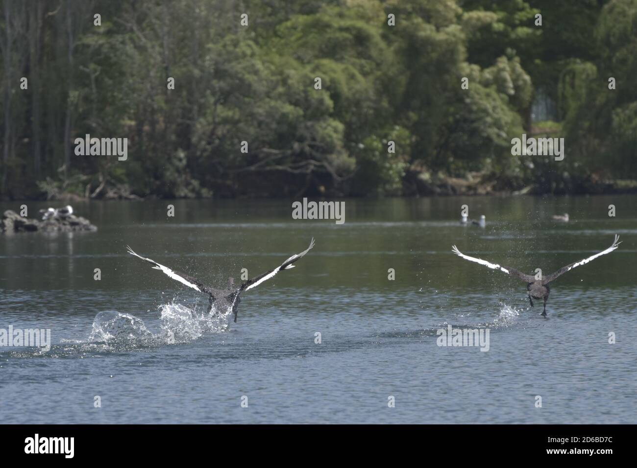 Birds in action Stock Photo - Alamy