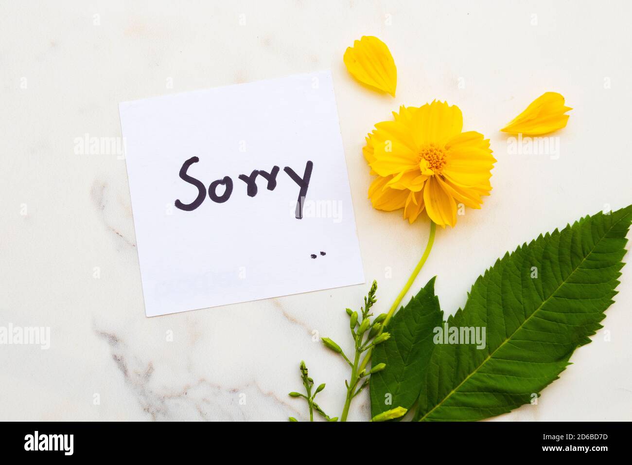 sorry message card handwriting with yellow flowers cosmos arrangement ...