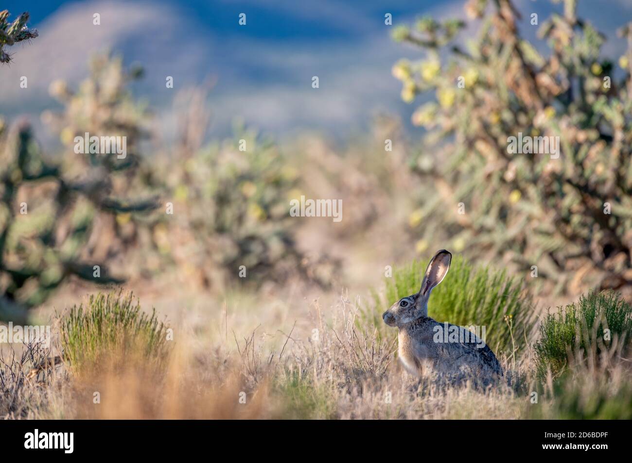 Lepis hi-res stock photography and images - Alamy