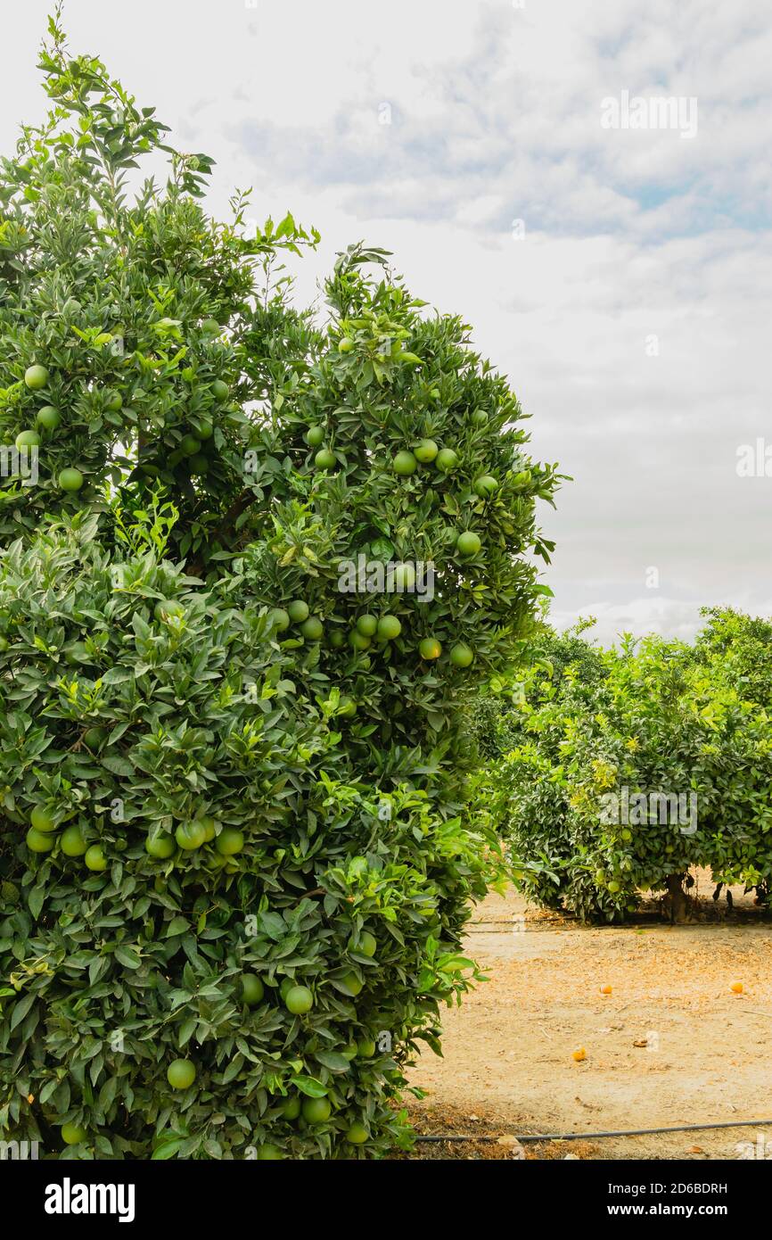 Unripe citron hi-res stock photography and images - Alamy