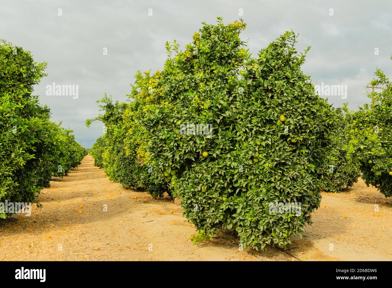 Orange trees in a raw. Oranges orchard in California Stock Photo - Alamy