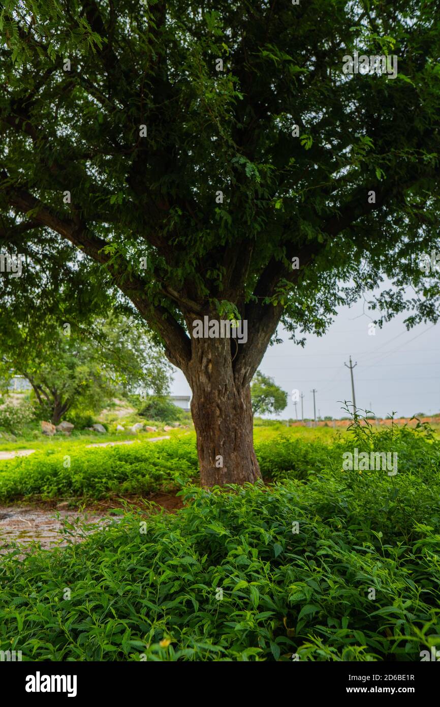 Strong tamarind tree base full of green Stock Photo - Alamy
