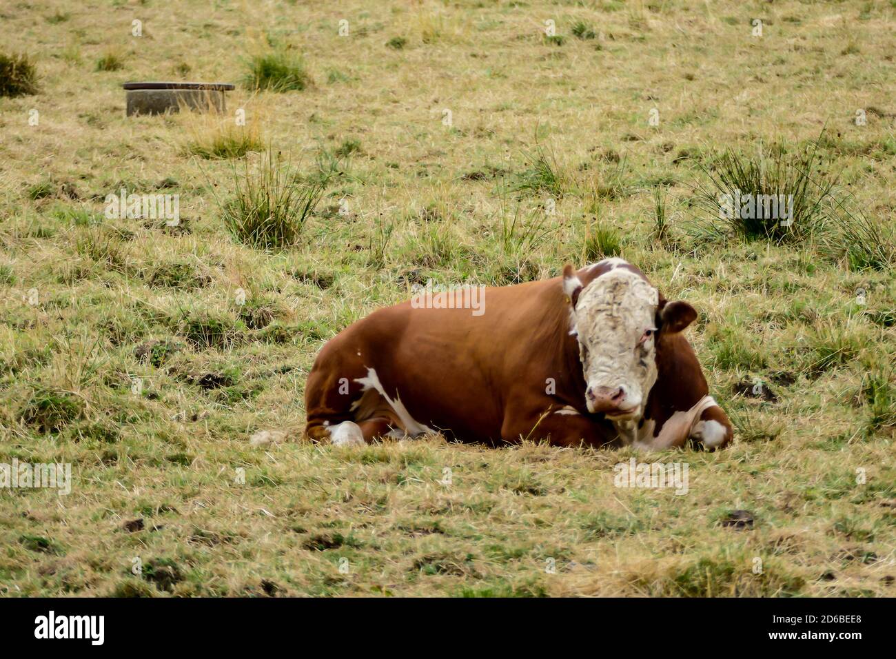 Livestock sweden bull hi-res stock photography and images - Alamy