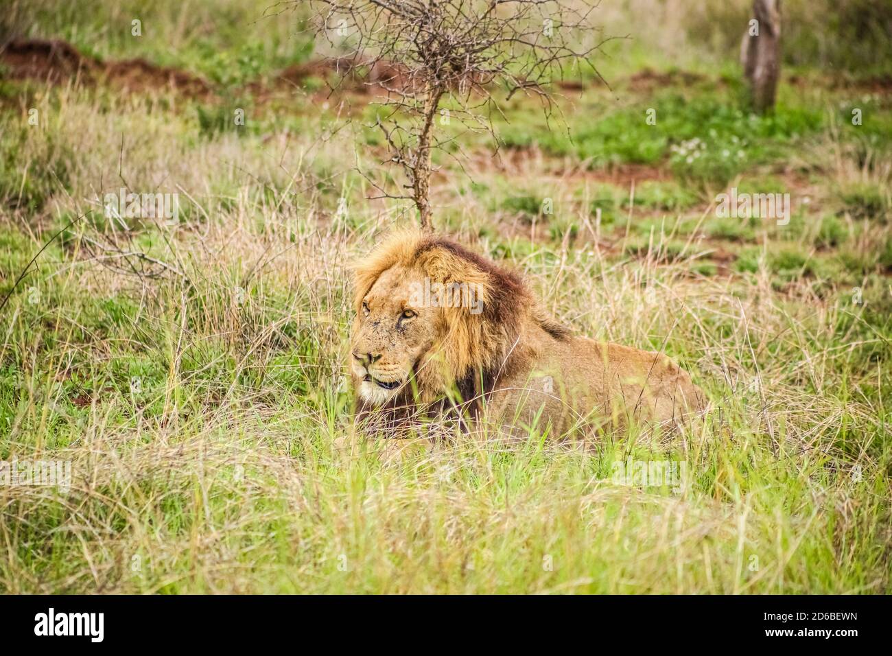 Large African Male Lion in a South African Game Reserve Stock Photo - Alamy