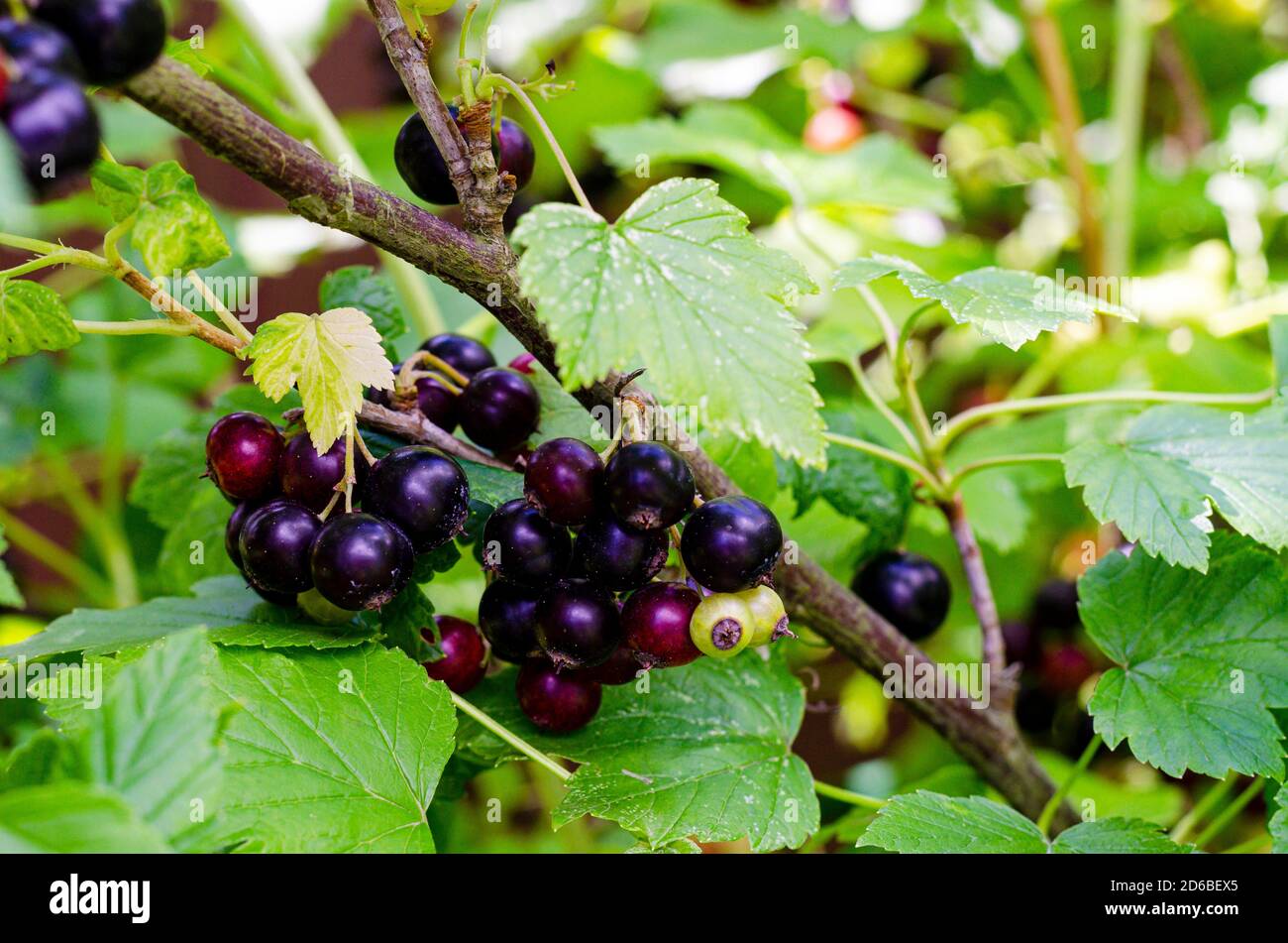 Blackcurrant berries ripen on bush growing outdoors Stock Photo - Alamy