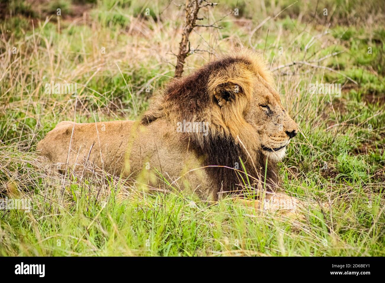 Large African Male Lion in a South African Game Reserve Stock Photo - Alamy