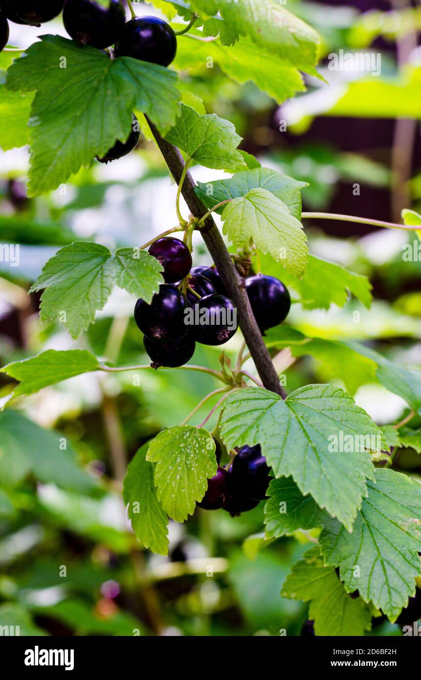 Blackcurrant berries ripen on bush growing outdoors Stock Photo - Alamy