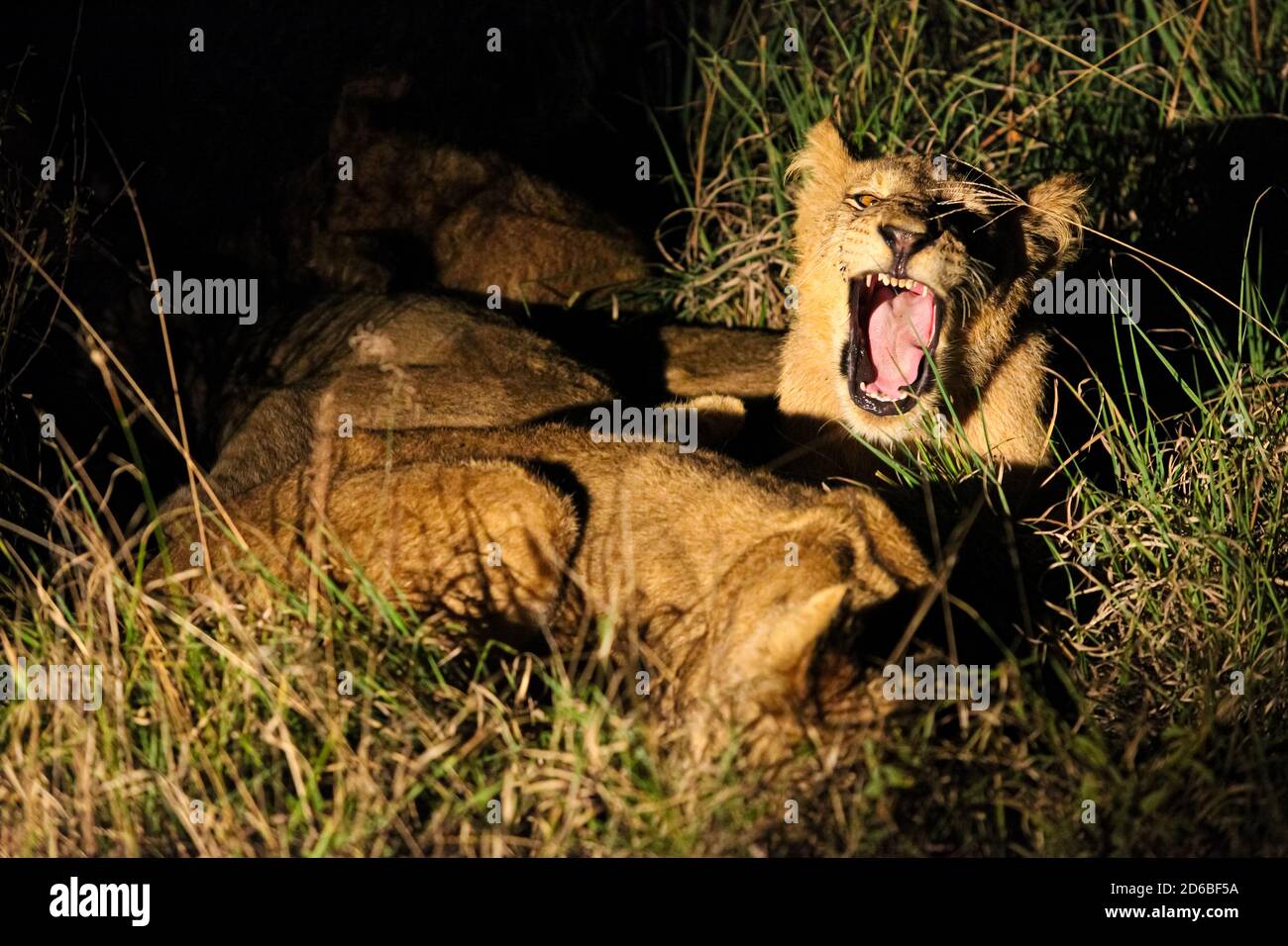 Lions hunting at night hi-res stock photography and images - Alamy