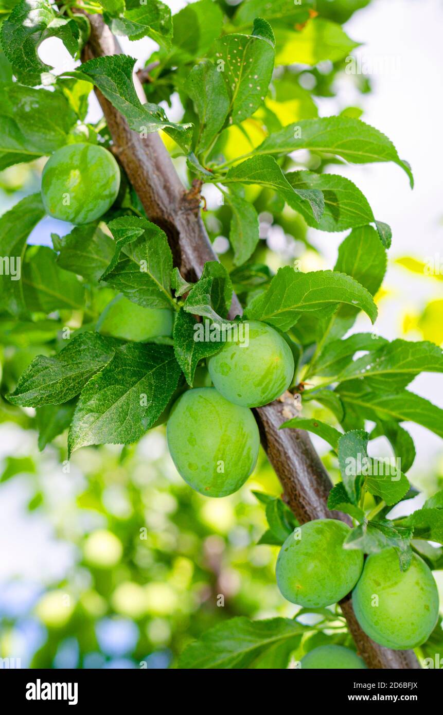 Organic unripe plums growing hi-res stock photography and images - Alamy