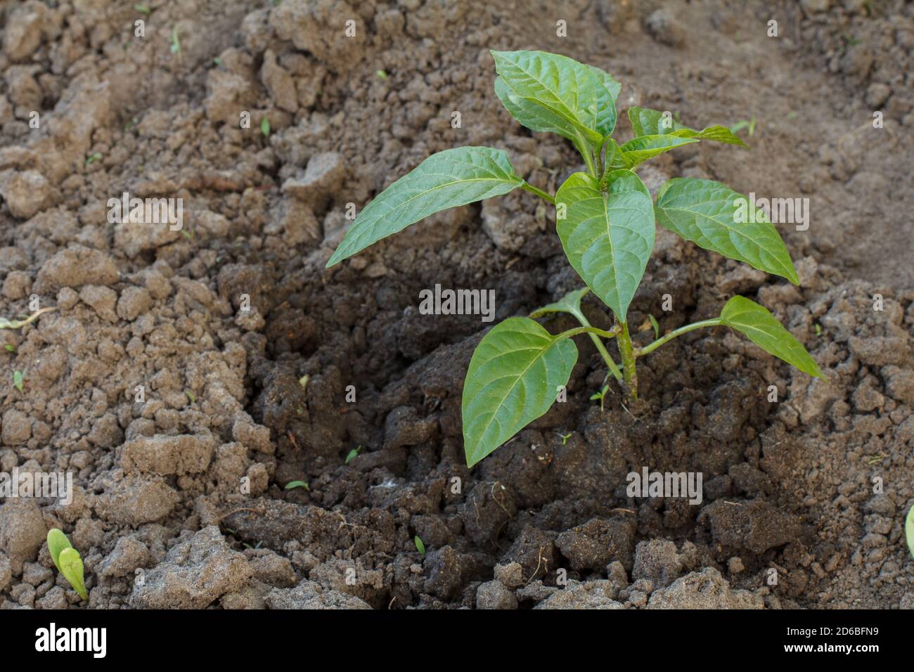 Bell Pepper Plant Seedling