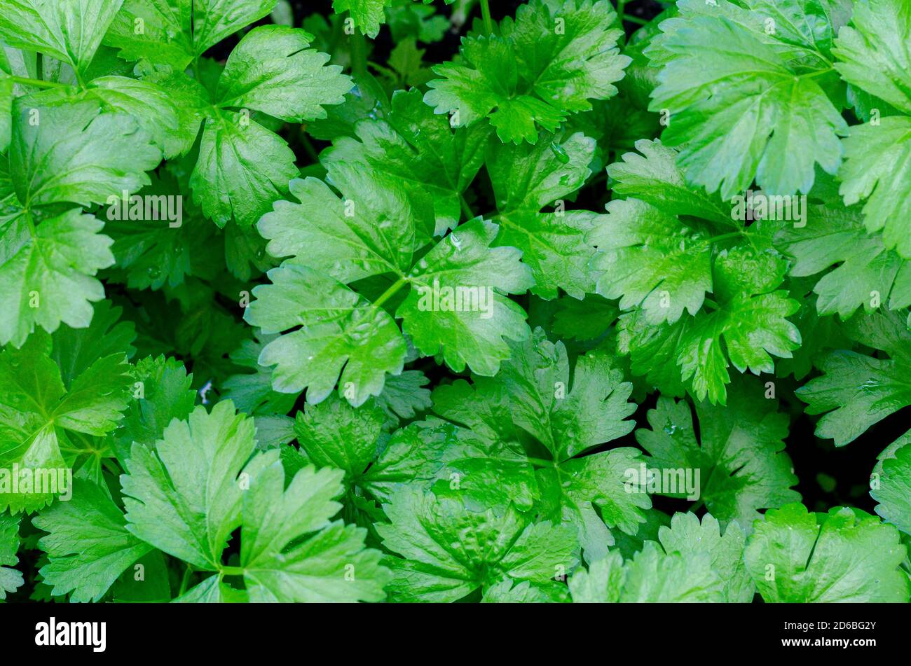 Green leaves of parsley growing in ground on bed. Vegetable Stock Photo ...