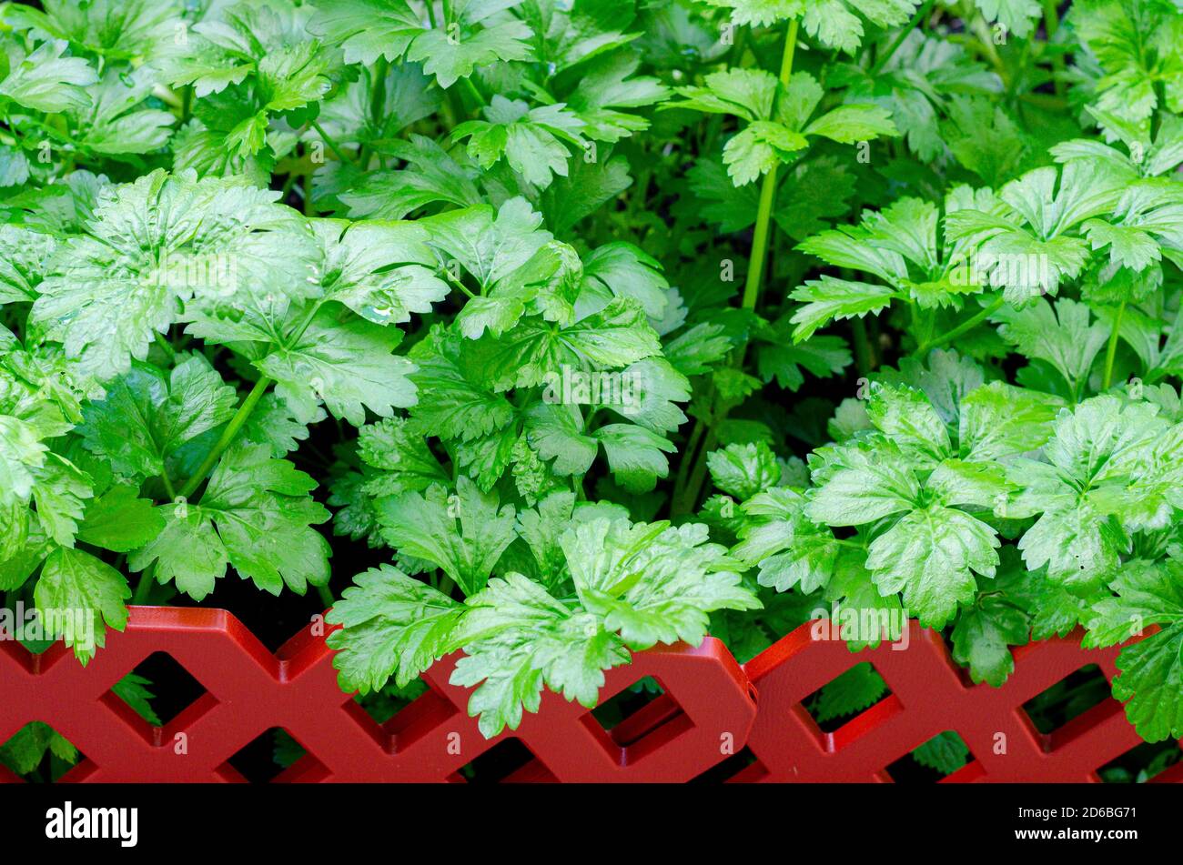 Growing parsley seedlings in hi-res stock photography and images - Alamy