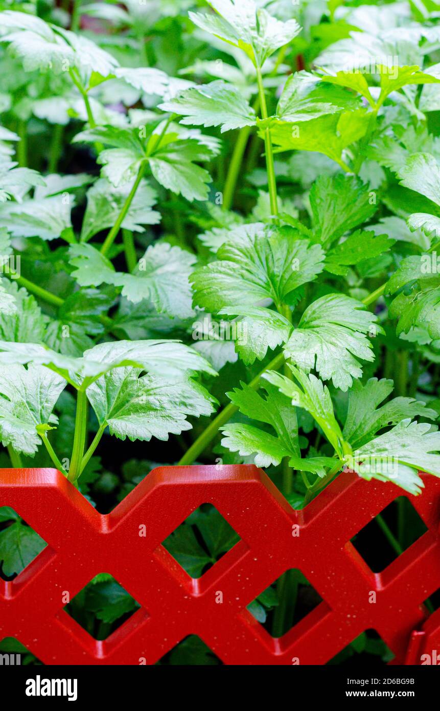 Green leaves of parsley growing in ground on bed. Vegetable Stock Photo ...