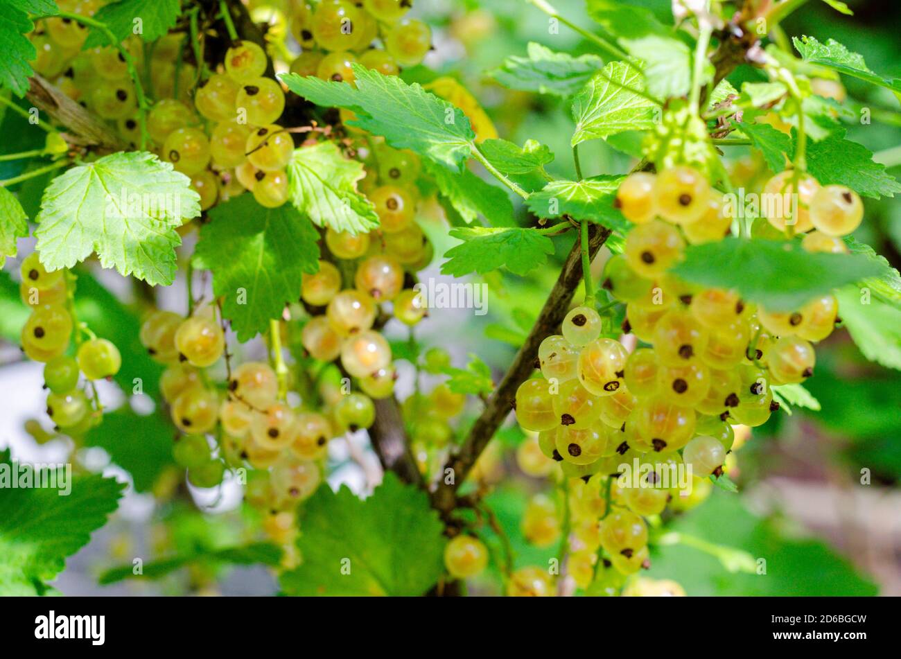 Green Clusters of white currants ripen on bush Stock Photo - Alamy
