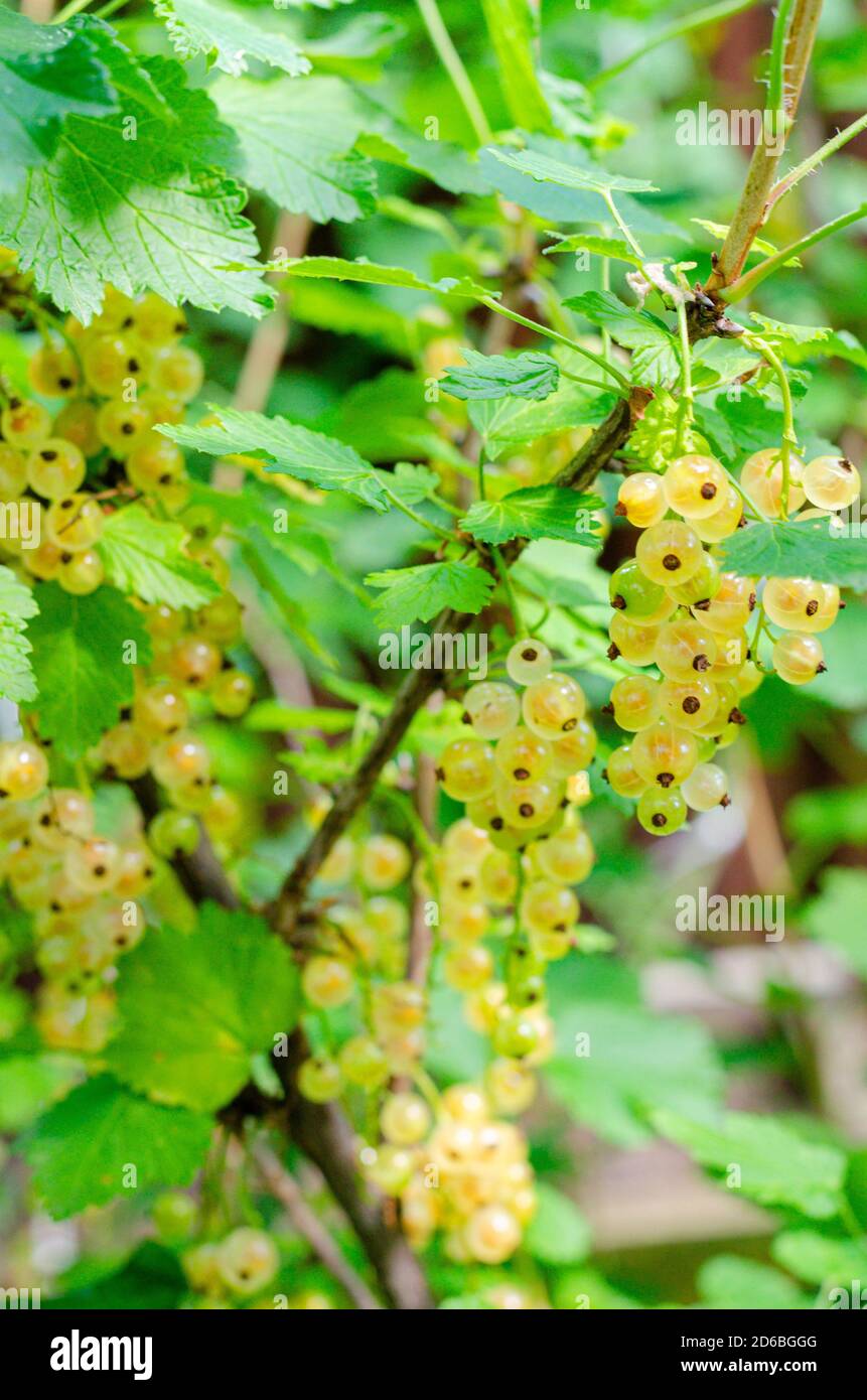 Green Clusters of white currants ripen on bush Stock Photo - Alamy