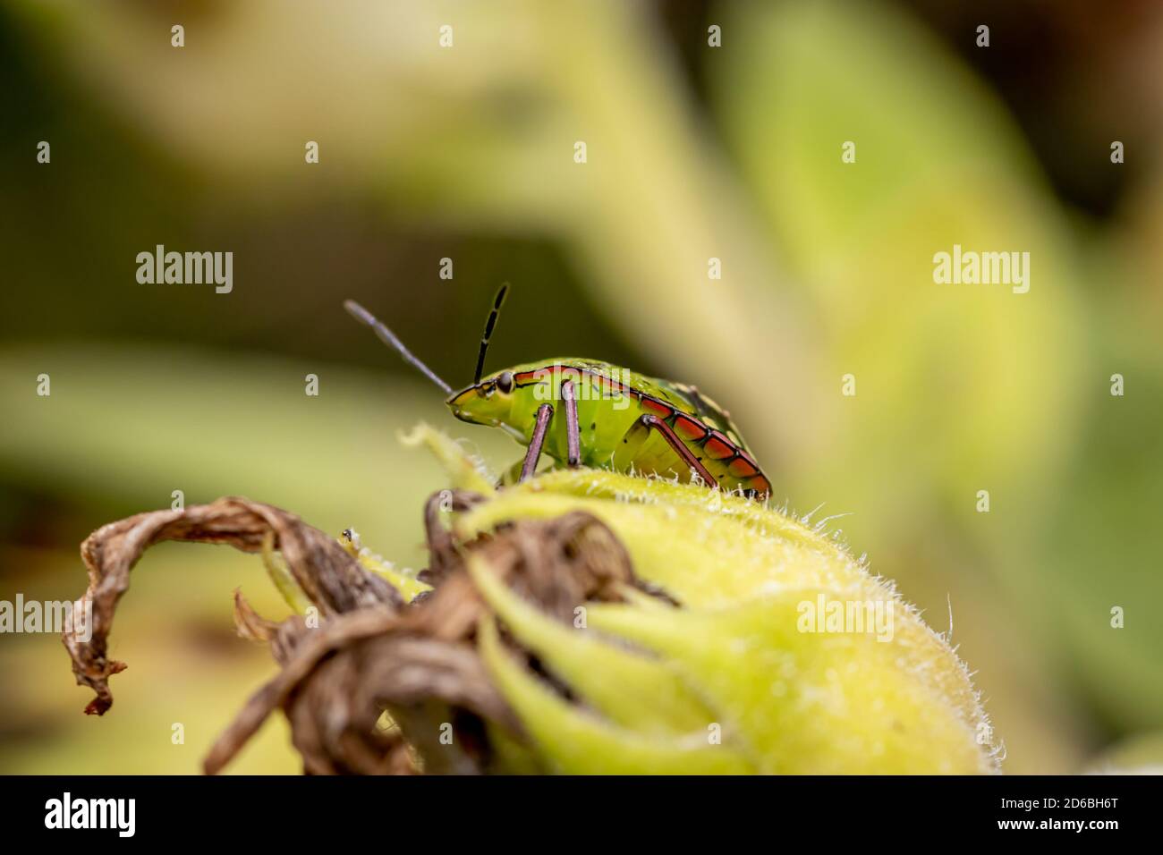 Southern green shield bug or Green vegetable bug (Nezara viridula) on ...
