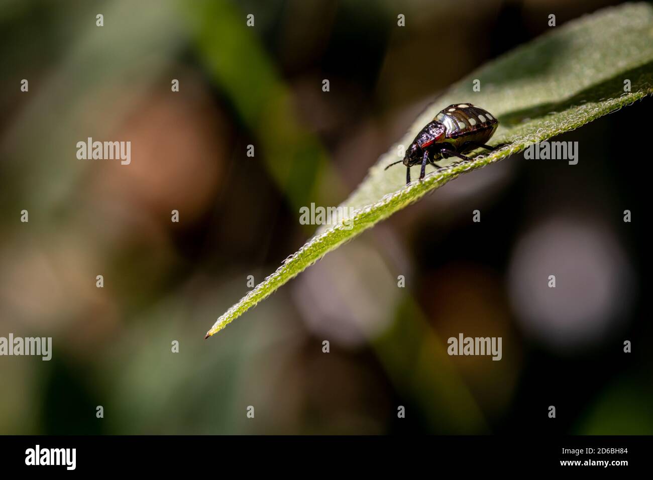 Southern green shield bug or Green vegetable bug (Nezara viridula) on ...
