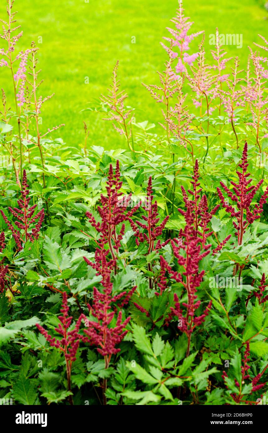 Colorful flowers and leaves of Astilbe. Photo Stock Photo - Alamy