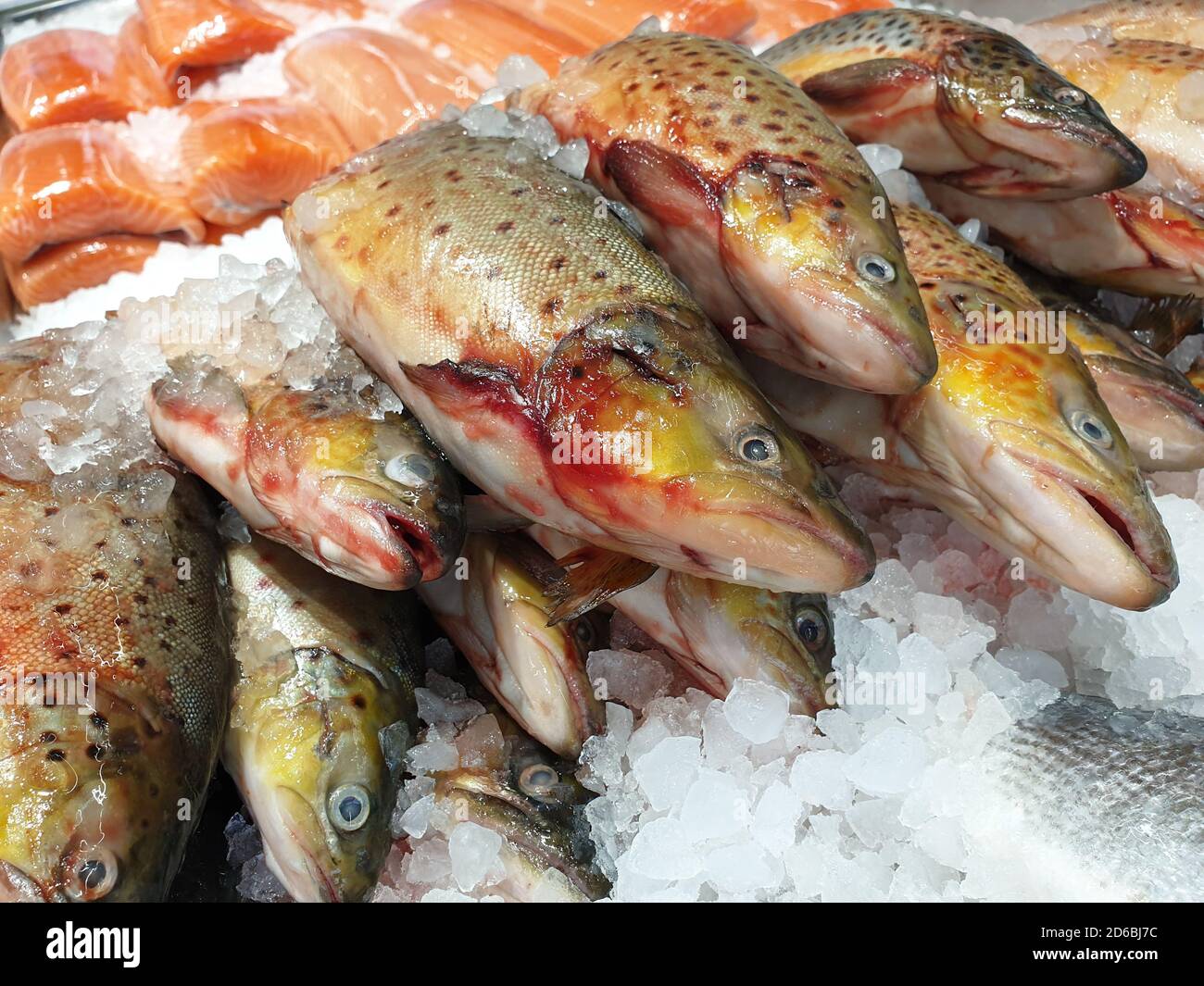 Rainbow trouts hi-res stock photography and images - Alamy