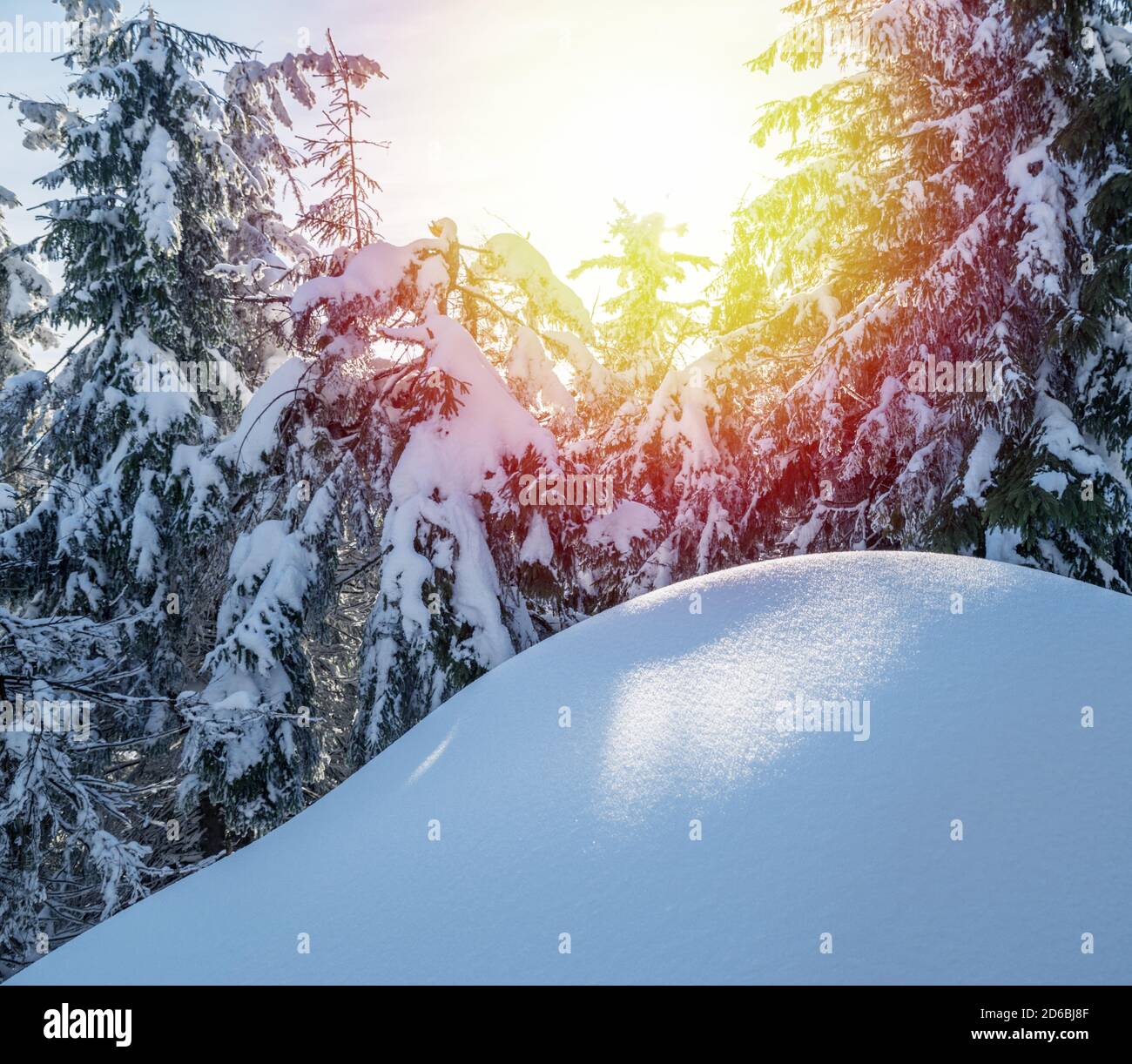 Amazing winter landscape. Fir trees covered with heavy snow and a huge ...