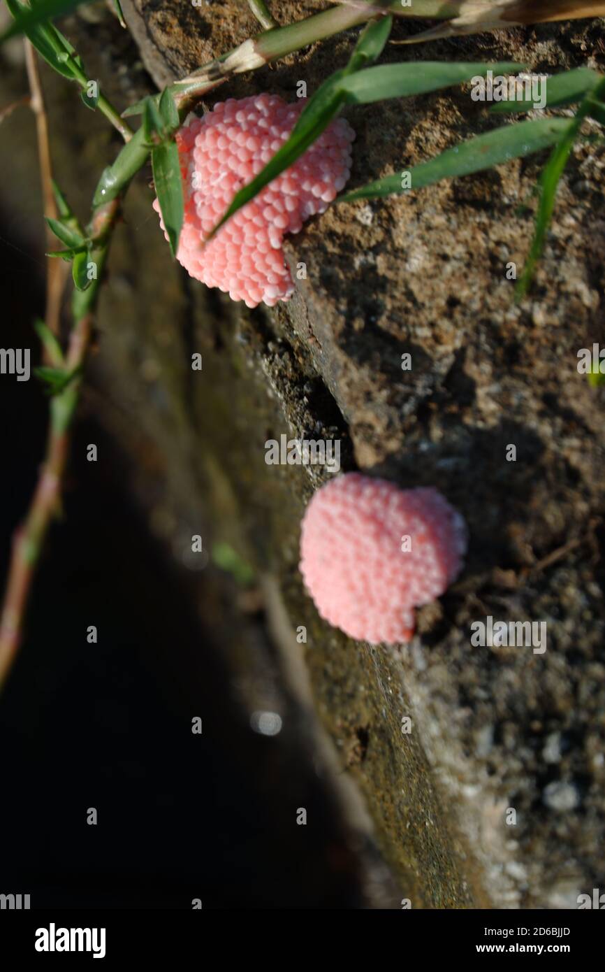 Pink golden apple snail egg hi-res stock photography and images - Alamy