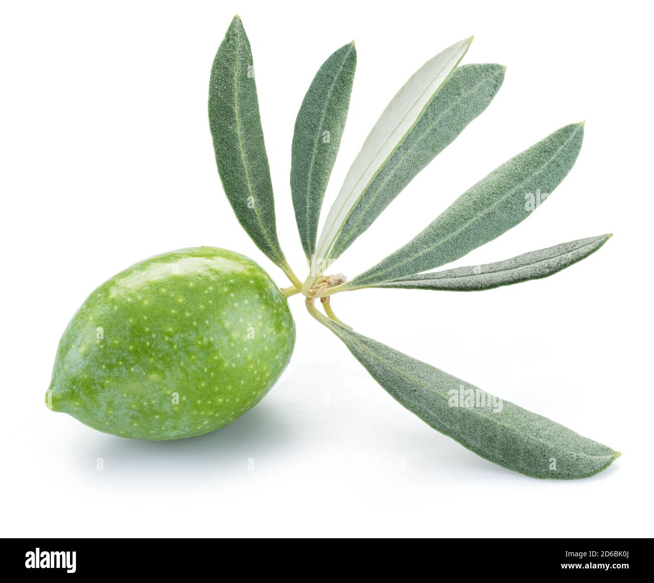 One green natural olives with leaves isolated on a white background ...