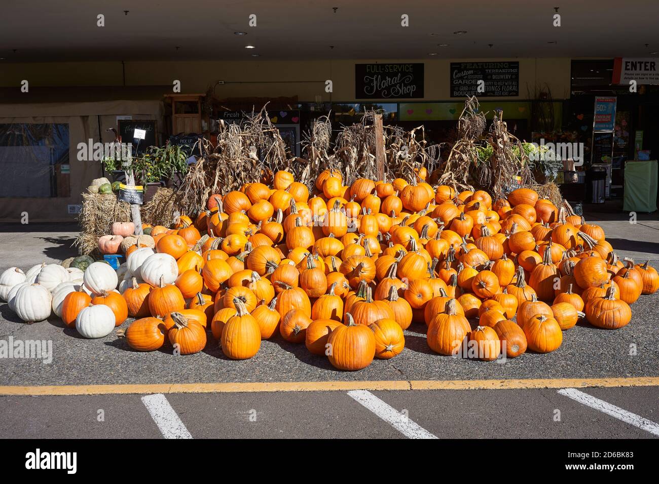 Fresh organic pumpkins for sale at the storefront of a local grocery ...